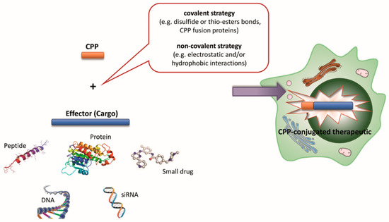 Cell-Penetrating Peptides as Valuable Tools for Nose-to-Brain Delivery of Biological Drugs