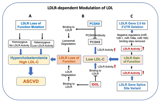 A Review of Progress on Targeting LDL Receptor-Dependent and ...