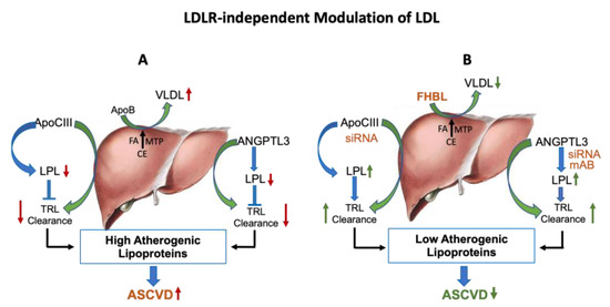 A Review of Progress on Targeting LDL Receptor-Dependent and ...
