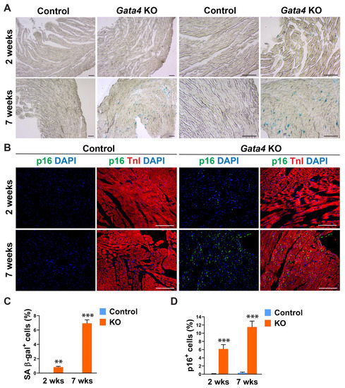 Induction of Senescence by Loss of Gata4 in Cardiac Fibroblasts