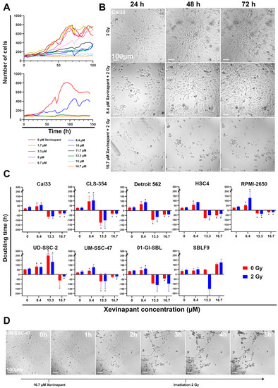 The Effect of Xevinapant Combined with Ionizing Radiation on HNSCC and ...