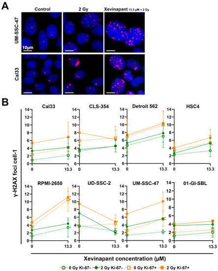 The Effect of Xevinapant Combined with Ionizing Radiation on HNSCC and ...