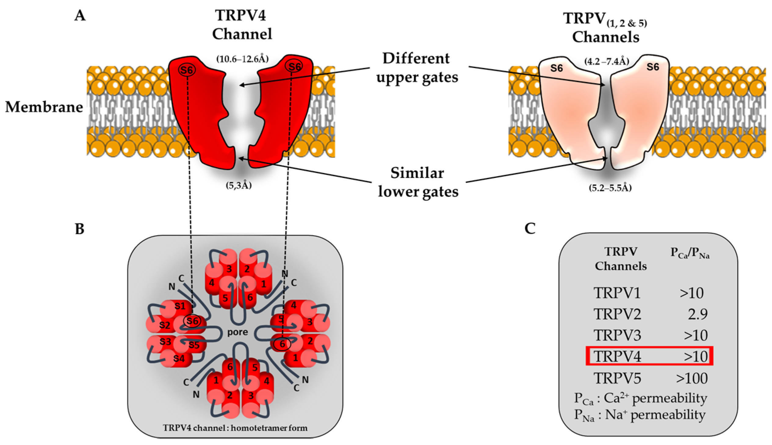 Pathophysiological Roles of the TRPV4 Channel in the Heart