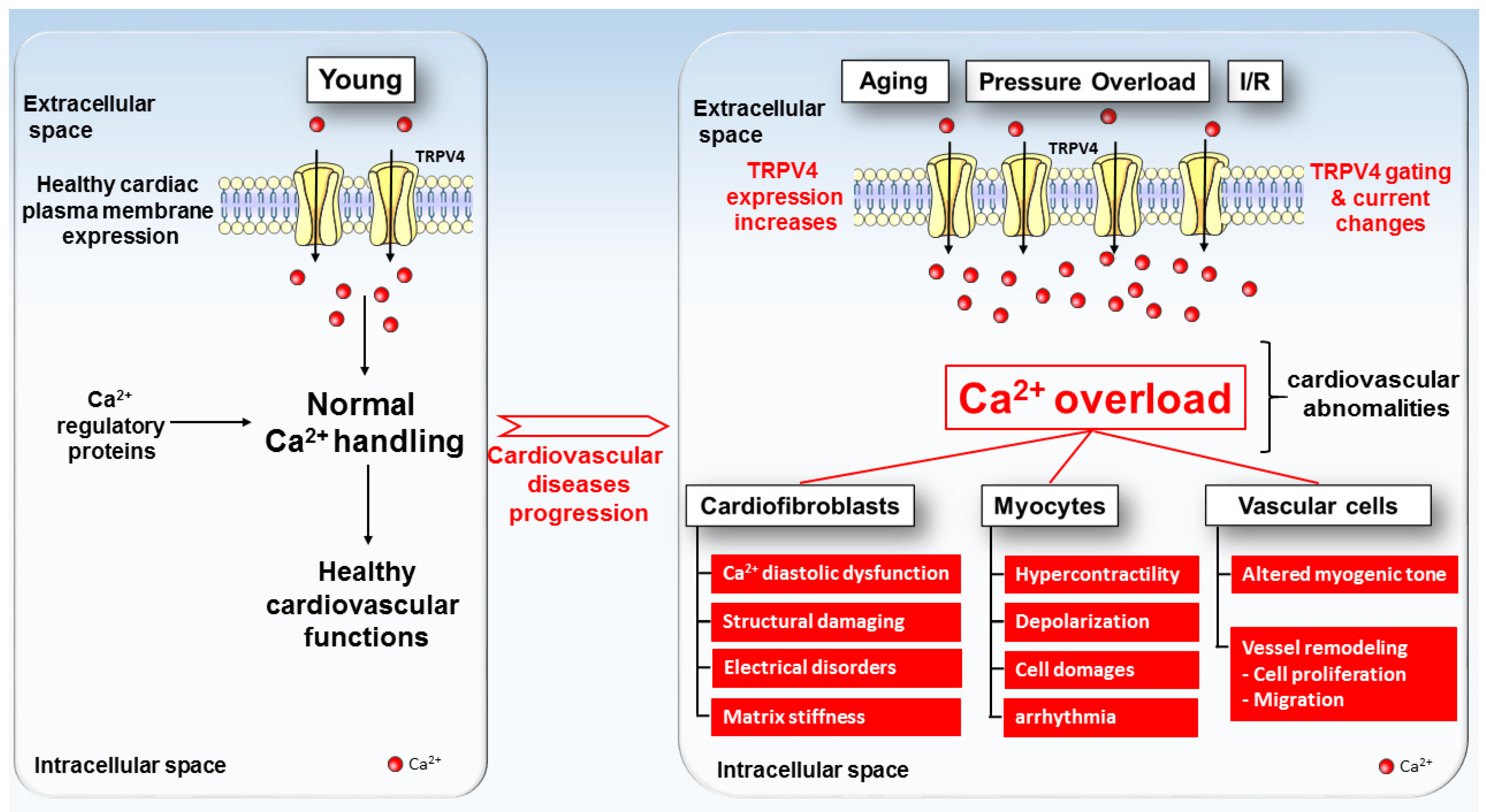 Pathophysiological Roles of the TRPV4 Channel in the Heart