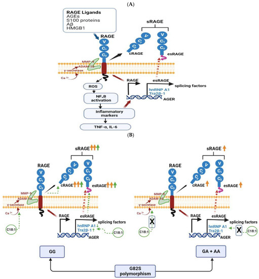 Oleic Acid Status Positively Correlates with the Soluble Receptor for ...
