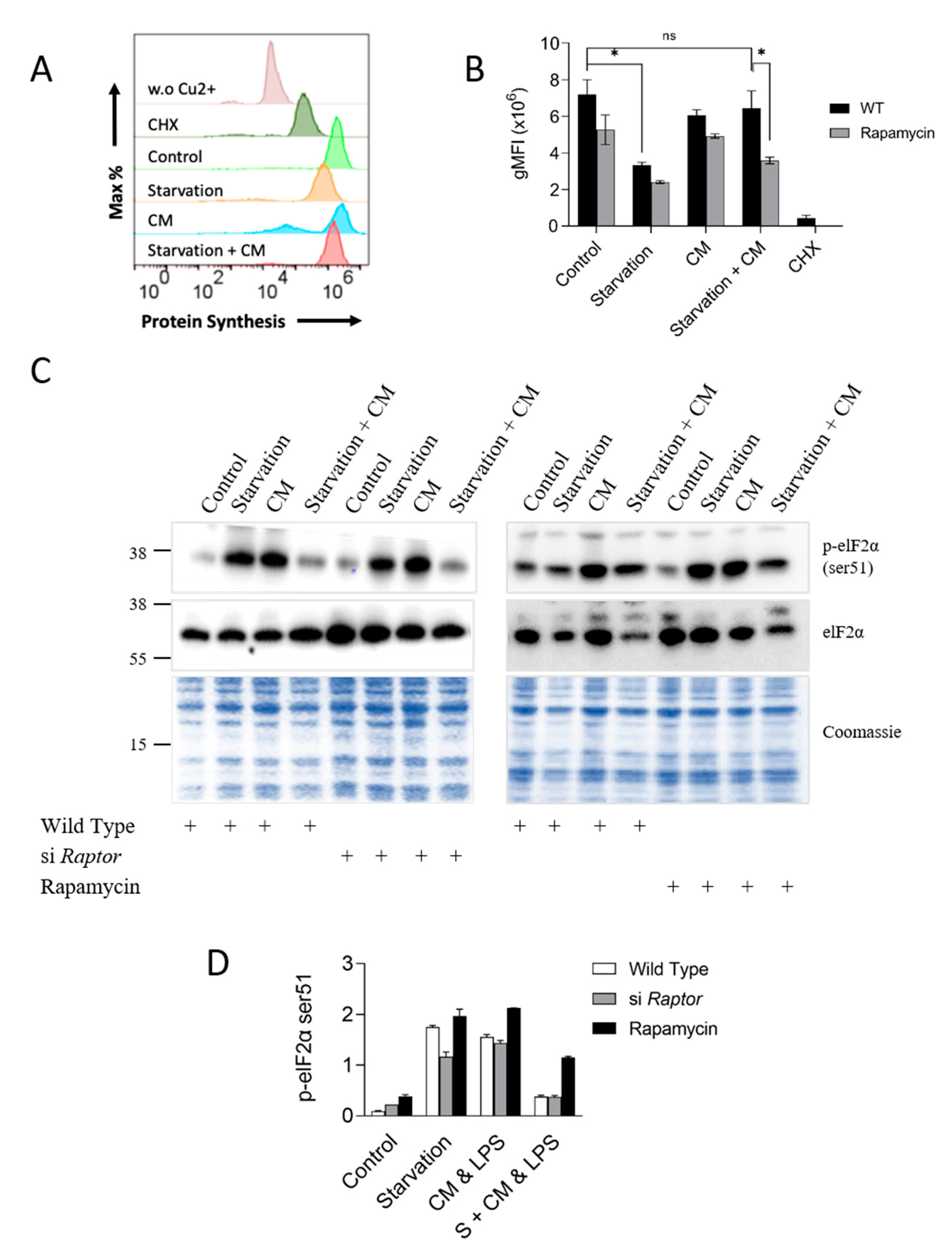 Cells | Free Full-Text | Starvation Protects Hepatocytes from ...