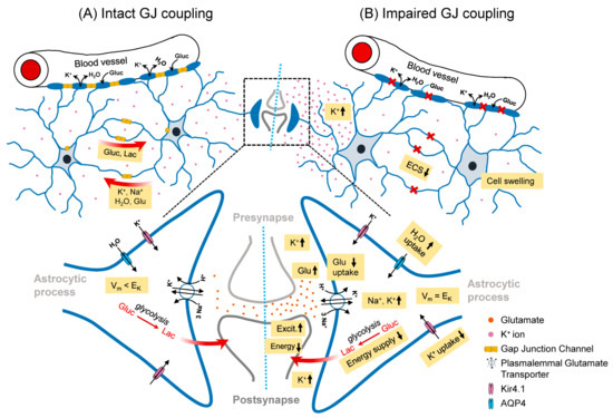 Role of Impaired Astrocyte Gap Junction Coupling in Epileptogenesis