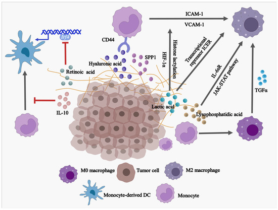Monocytes in Tumorigenesis and Tumor Immunotherapy