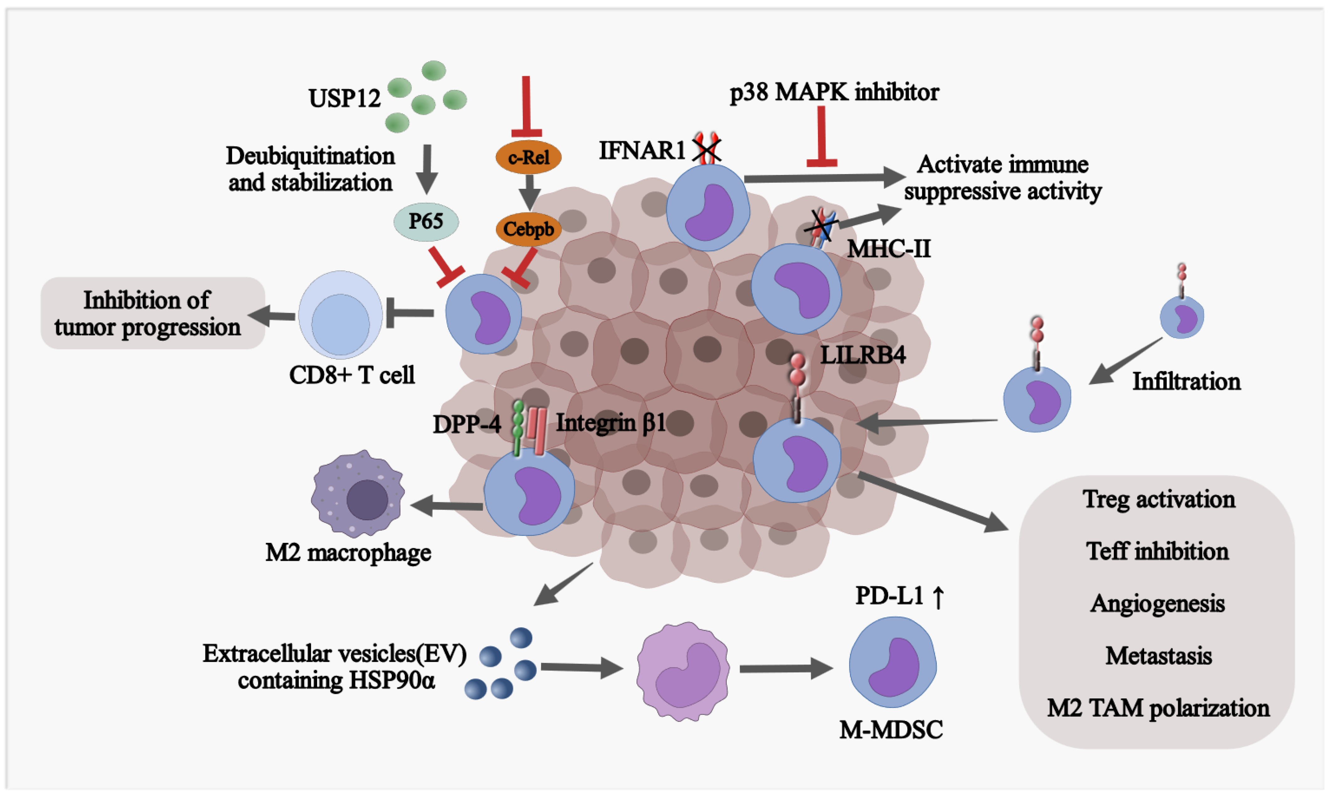 Monocytes in Tumorigenesis and Tumor Immunotherapy
