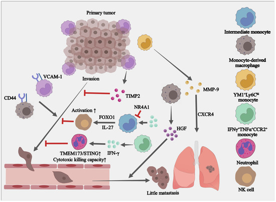 Monocytes in Tumorigenesis and Tumor Immunotherapy