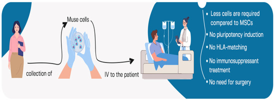 Multilineage Differentiating Stress Enduring (Muse) Cells: A New Era of ...