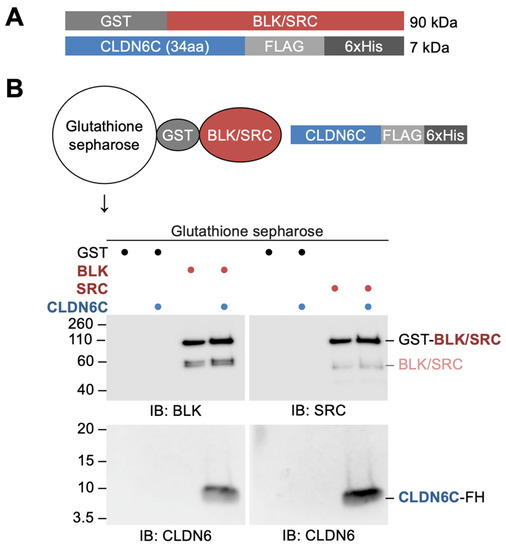 The Src-Family Kinases SRC and BLK Contribute to the CLDN6-Adhesion ...