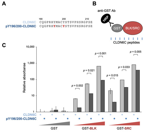 The Src-Family Kinases SRC and BLK Contribute to the CLDN6-Adhesion ...