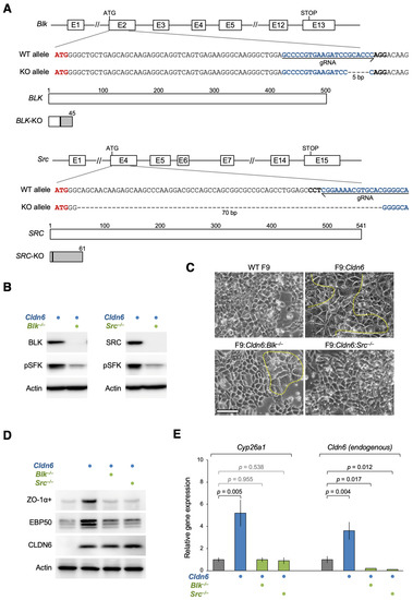 The Src-Family Kinases SRC and BLK Contribute to the CLDN6-Adhesion ...