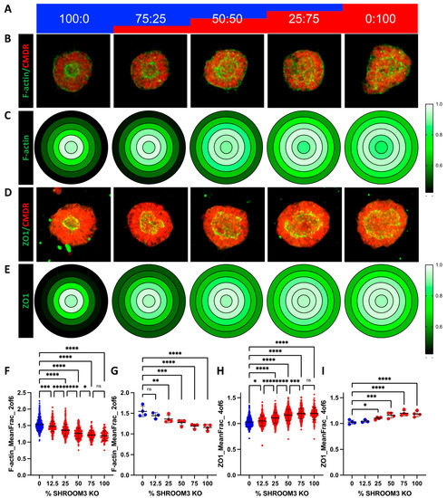 A Shared Pathogenic Mechanism for Valproic Acid and SHROOM3 Knockout in ...