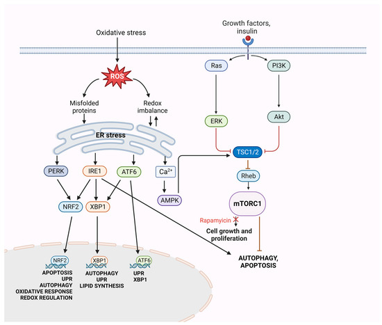 Prdx5 in the Regulation of Tuberous Sclerosis Complex Mutation-Induced Signaling Mechanisms