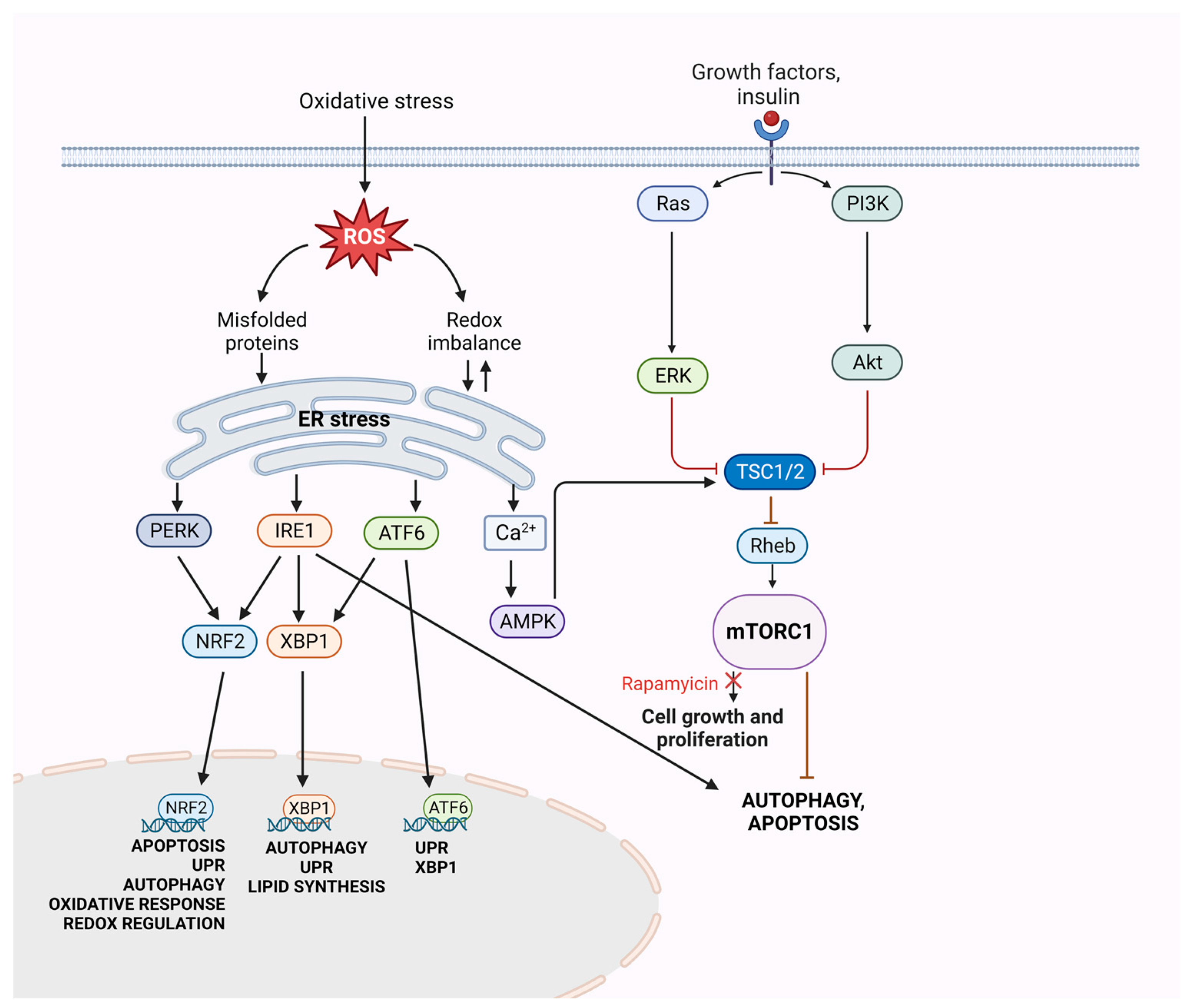 Tuberous Sclerosis Complex