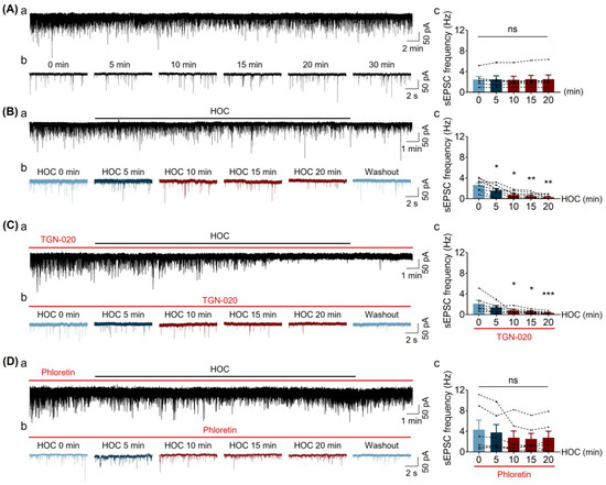 Cells | Free Full-Text | Interactions between the Astrocytic Volume-Regulated Anion Channel and ...