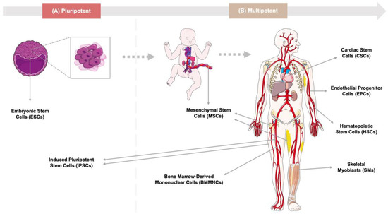 Human Stem Cells for Cardiac Disease Modeling and Preclinical and ...