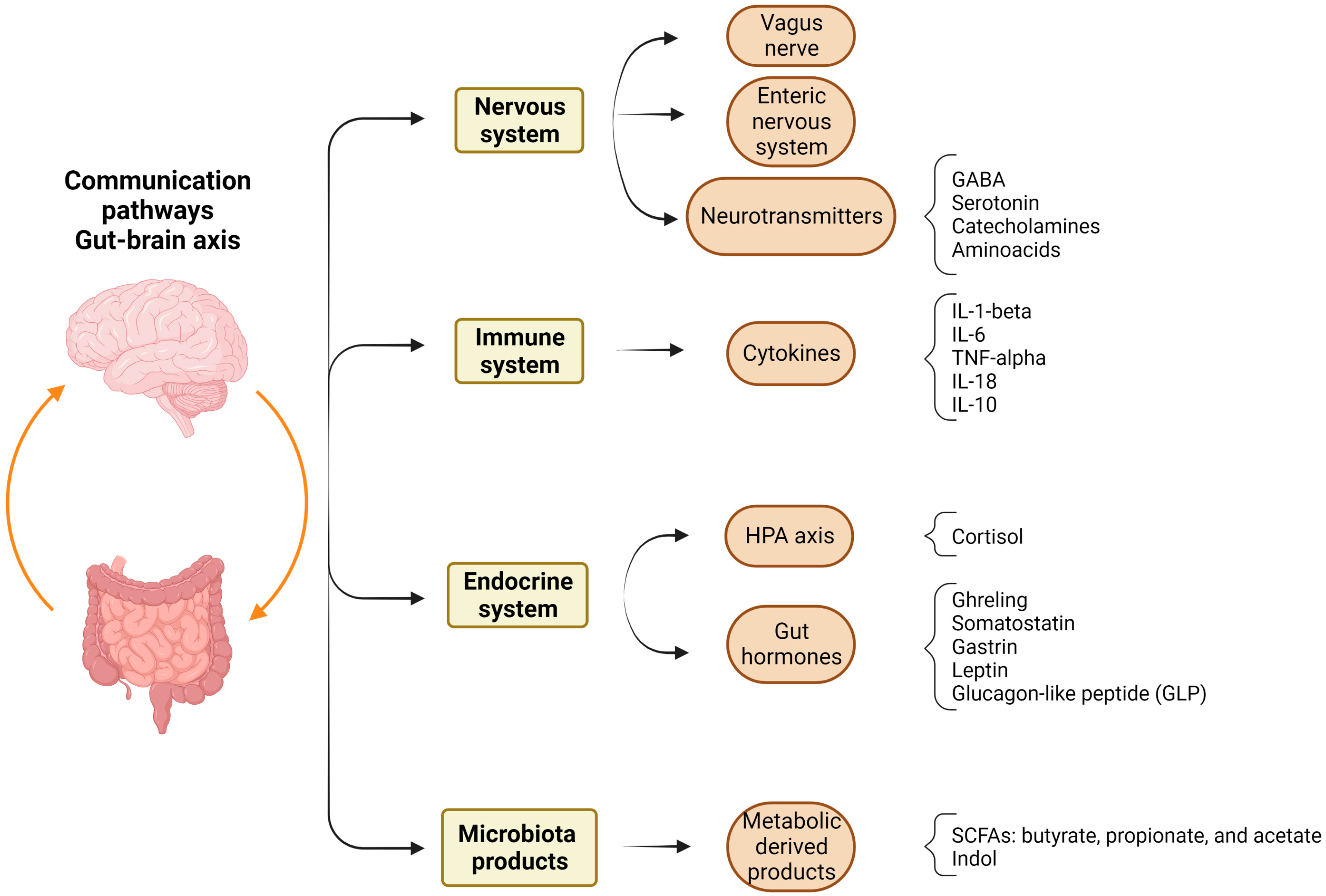 Frontiers Signalling Cognition: The Gut Microbiota And , 44% OFF Frontiers Signalling Cognition: The Gut Microbiota And , 44% OFF