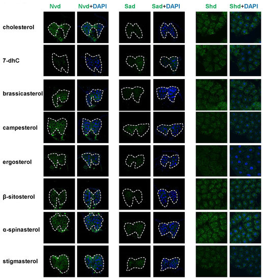 Sterol Regulation of Development and 20-Hydroxyecdysone Biosynthetic ...