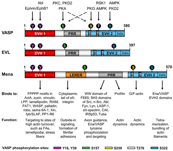 Cardiovascular Functions of Ena/VASP Proteins: Past, Present and Beyond