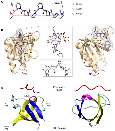 Cardiovascular Functions of Ena/VASP Proteins: Past, Present and Beyond