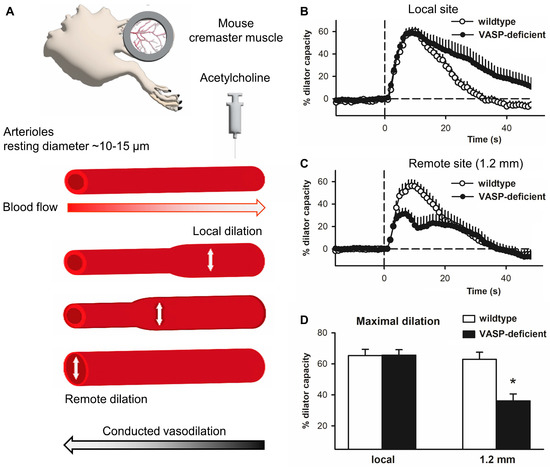 Cardiovascular Functions of Ena/VASP Proteins: Past, Present and Beyond