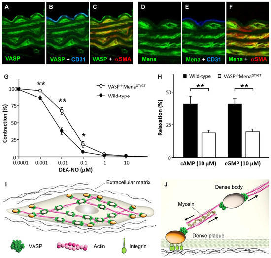 Cardiovascular Functions of Ena/VASP Proteins: Past, Present and Beyond