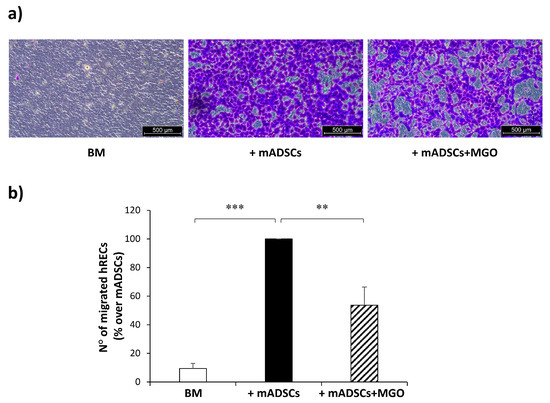 Methylglyoxal Impairs the Pro-Angiogenic Ability of Mouse Adipose ...