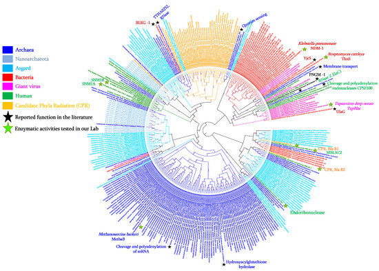 Origin, Diversity, and Multiple Roles of Enzymes with Metallo-β ...