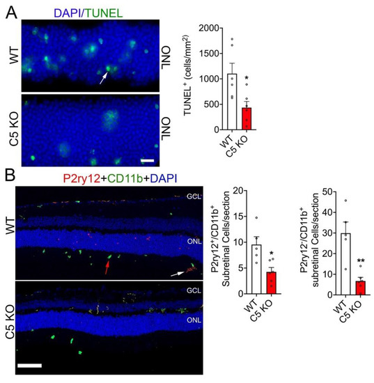 Retinal Injury Activates Complement Expression in Müller Cells Leading ...