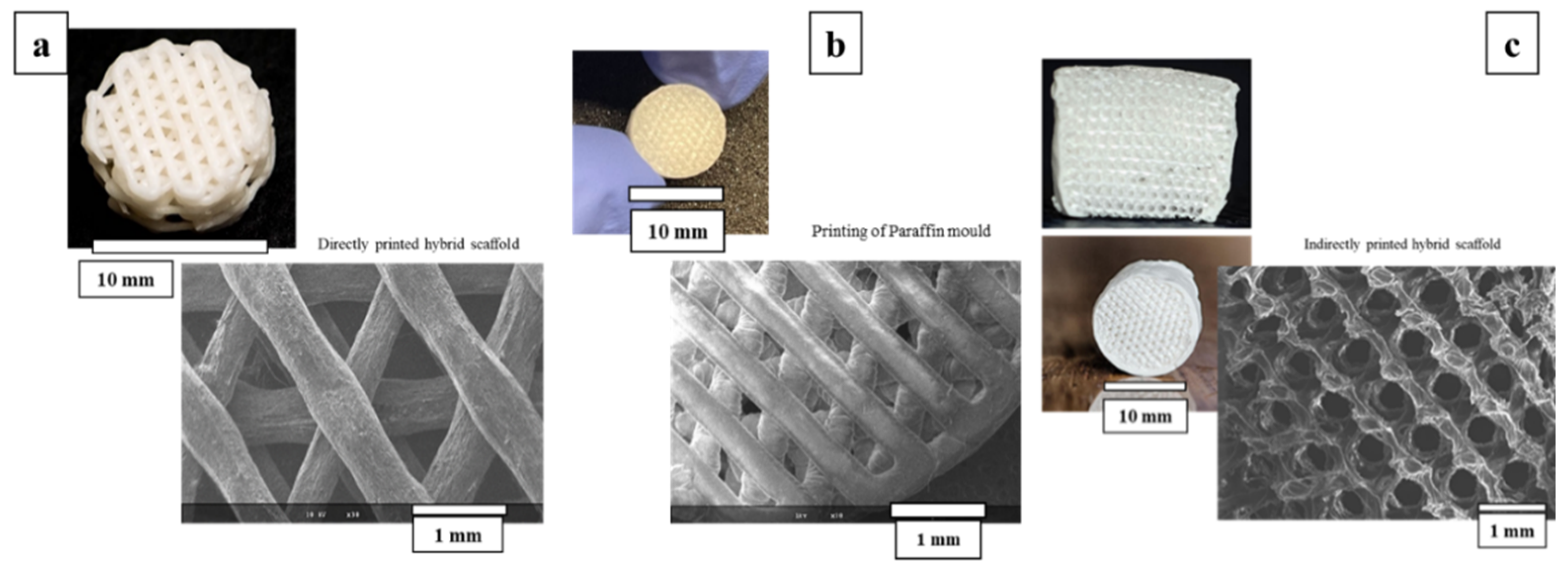 Zinc-Doped Bioactive Glass/Polycaprolactone Hybrid Scaffolds ...