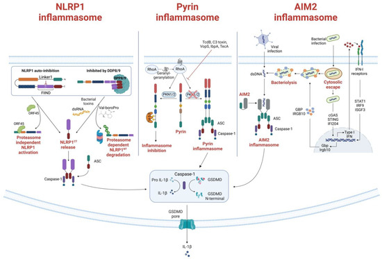 Inflammasomes: Mechanisms of Action and Involvement in Human Diseases