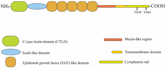 Cells | Free Full-Text | Role of CD93 in Health and Disease