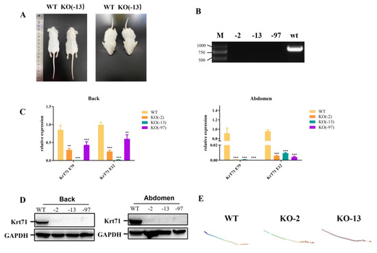 Development of Woolly Hair and Hairlessness in a CRISPR−Engineered ...
