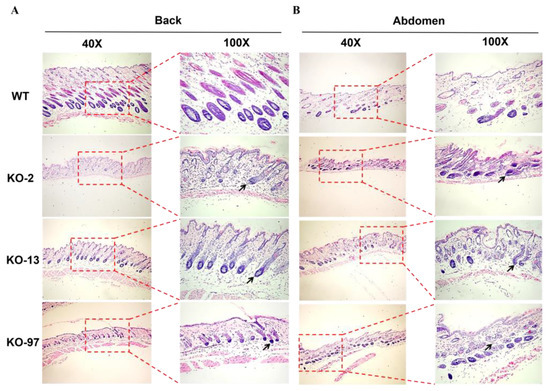 Development of Woolly Hair and Hairlessness in a CRISPR−Engineered ...