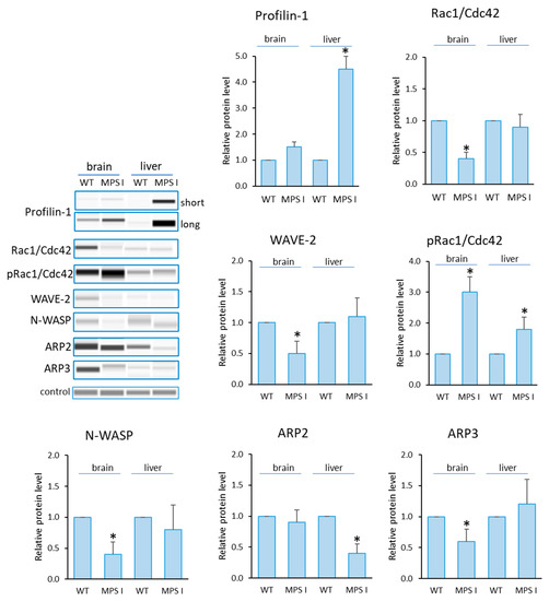 Actin Cytoskeleton Polymerization and Focal Adhesion as Important ...
