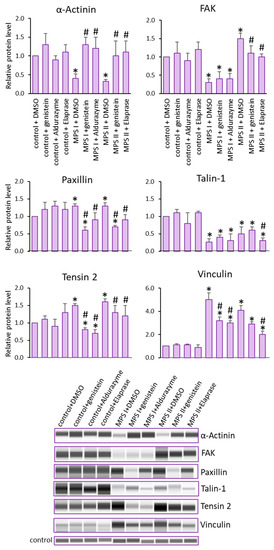 Actin Cytoskeleton Polymerization and Focal Adhesion as Important ...
