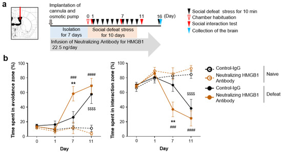 Repeated Social Defeat Stress Induces HMGB1 Nuclear Export in ...
