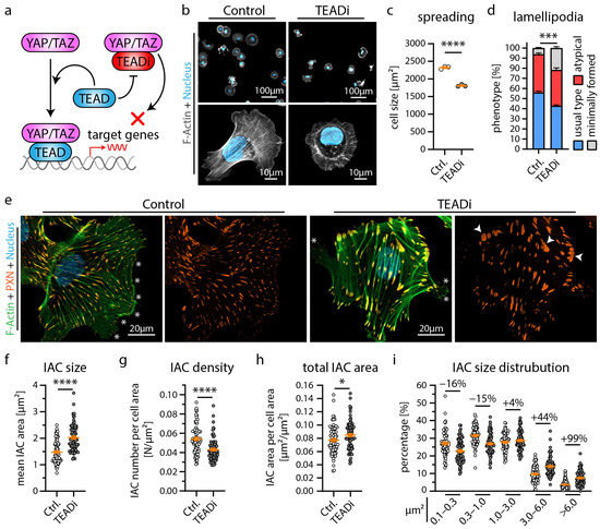 A YAP/TAZ–ARHGAP29–RhoA Signaling Axis Regulates Podocyte Protrusions ...