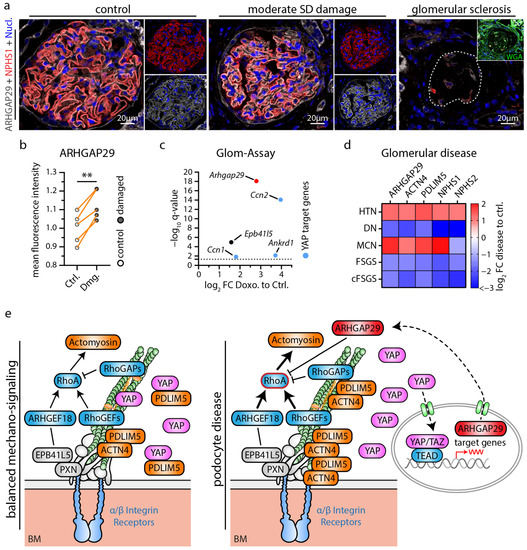 A YAP/TAZ–ARHGAP29–RhoA Signaling Axis Regulates Podocyte Protrusions ...