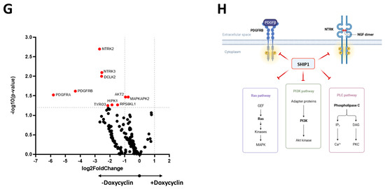 SHIP1 Is Present but Strongly Downregulated in T-ALL, and after ...