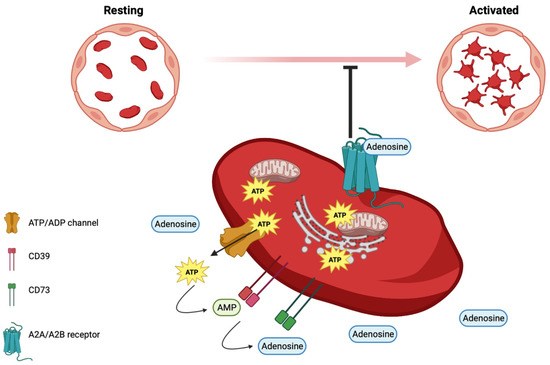 Platelet Metabolic Flexibility: A Matter of Substrate and Location