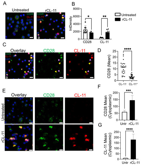 Soluble Collectin 11 (CL-11) Acts as an Immunosuppressive Molecule ...