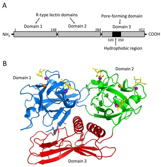 Functional Diversity of Novel Lectins with Unique Structural Features ...