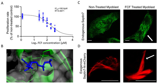Migration of Myogenic Cells Is Highly Influenced by Cytoskeletal Septin7