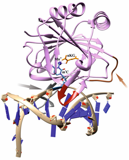 Individual Contributions of Amido Acid Residues Tyr122, Ile168, and ...