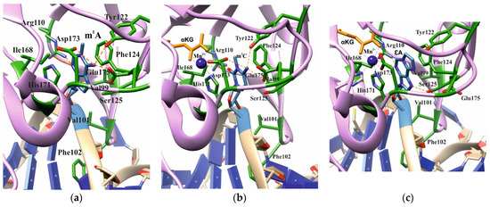 Individual Contributions of Amido Acid Residues Tyr122, Ile168, and ...