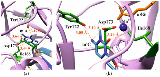 Individual Contributions of Amido Acid Residues Tyr122, Ile168, and ...